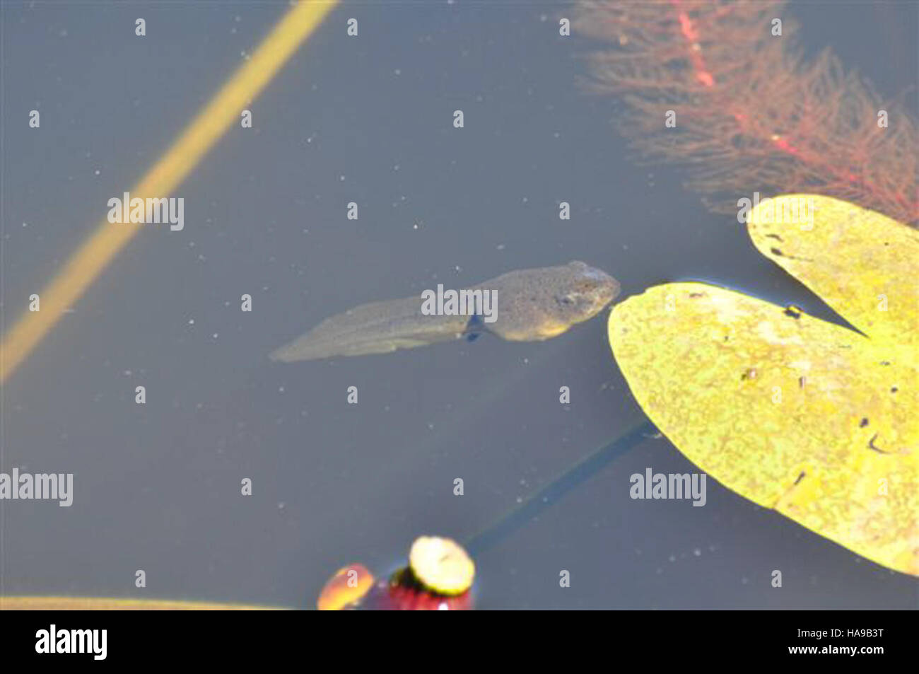 A young tadpole in a national park, illustrating the early stages of ...