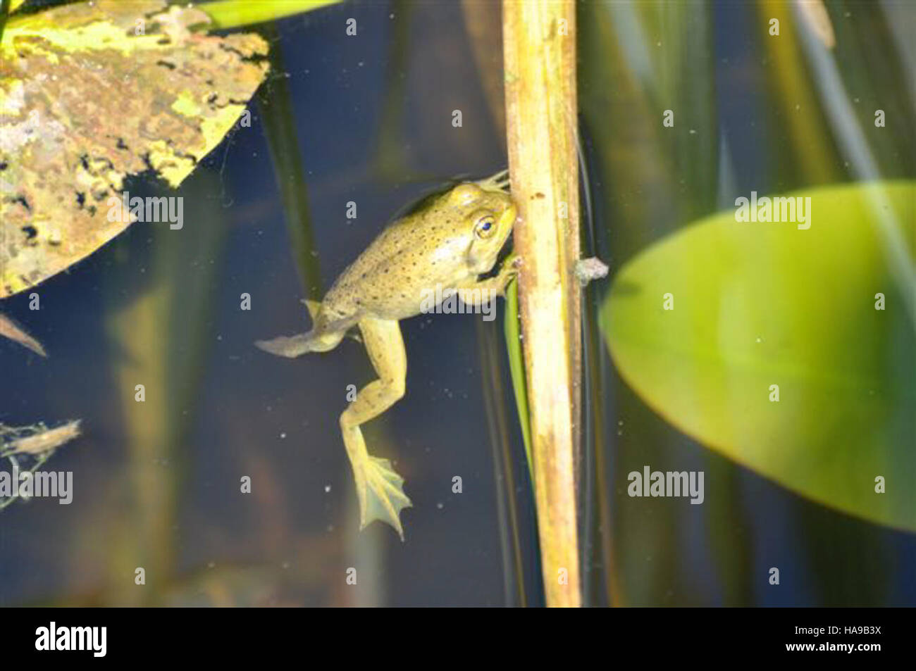 Essential part of ecosystem hi-res stock photography and images - Alamy
