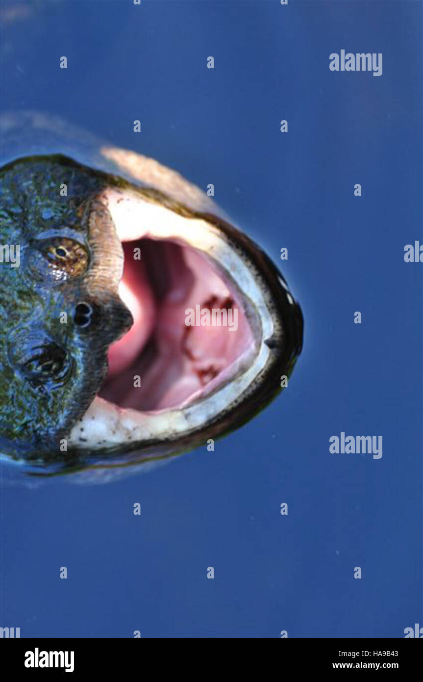 The Snapping Turtle, commonly found in U.S. National Parks, plays a ...