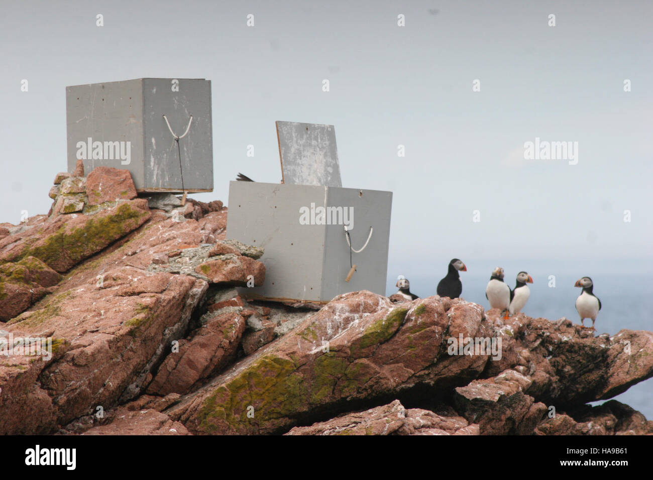 Puffins are observed near capturing boxes in a U.S. National Park ...