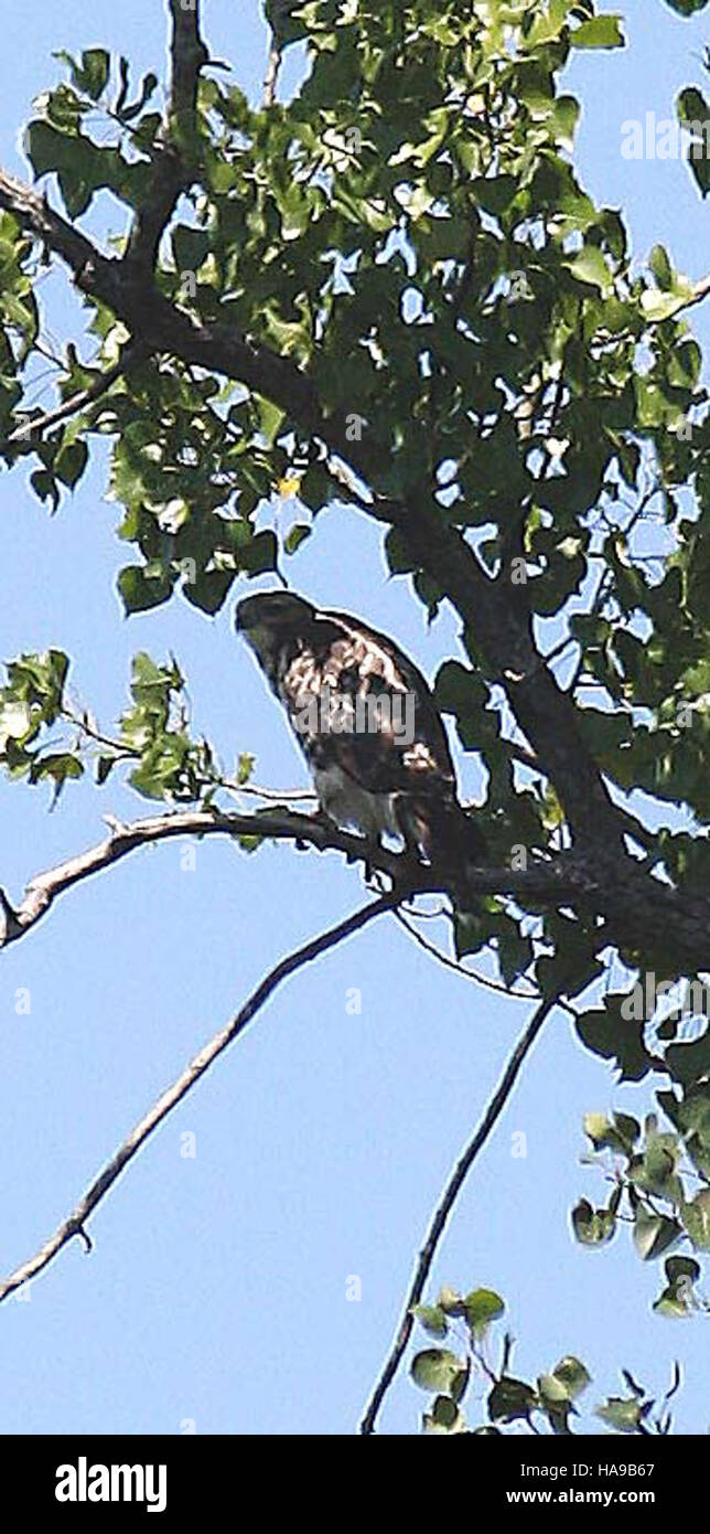 A hawk is observed in its natural habitat within a national park ...