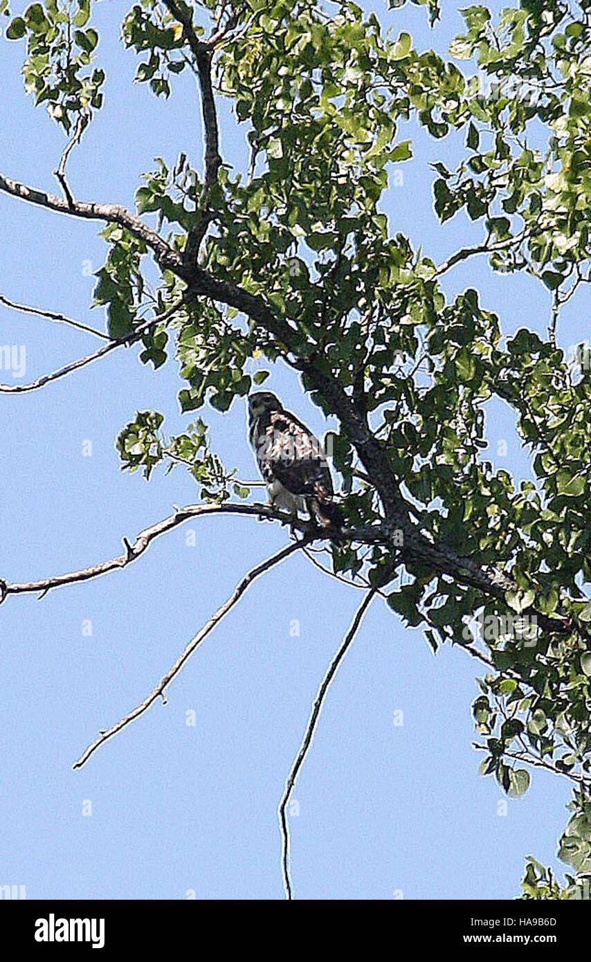 A hawk spotted in the northeast region of the U.S., an example of the ...