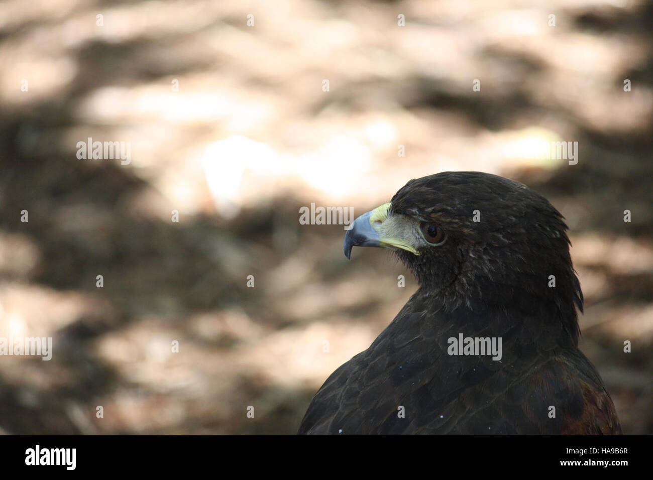2010 national scout jamboree hi-res stock photography and images - Alamy