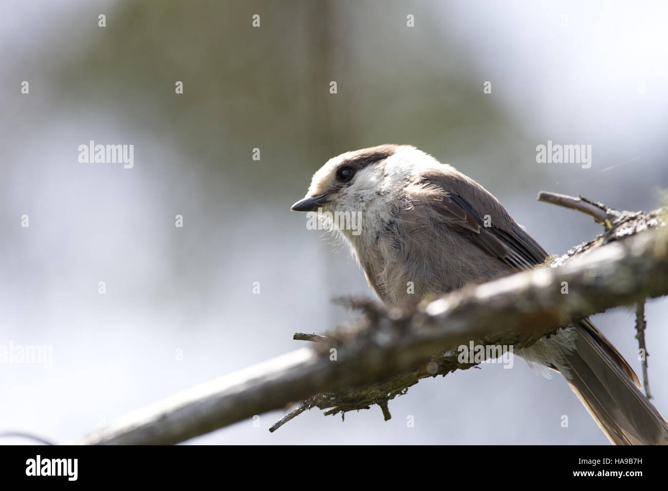 The Gray Jay, a bird species found in the northeastern U.S., is ...
