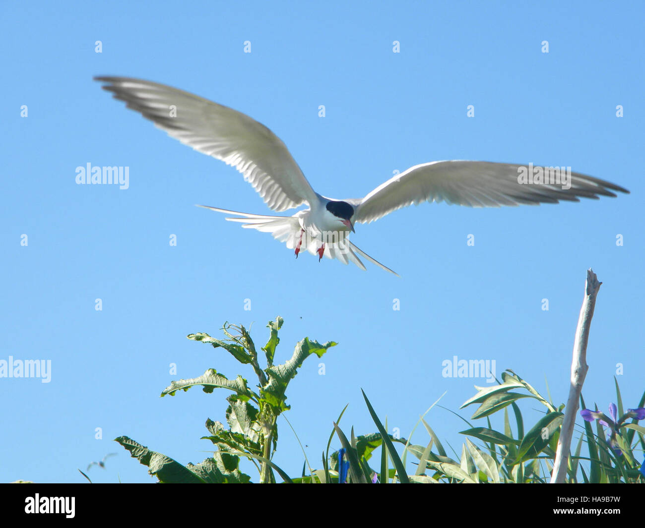 A common tern in flight at a national park, captured during migration ...