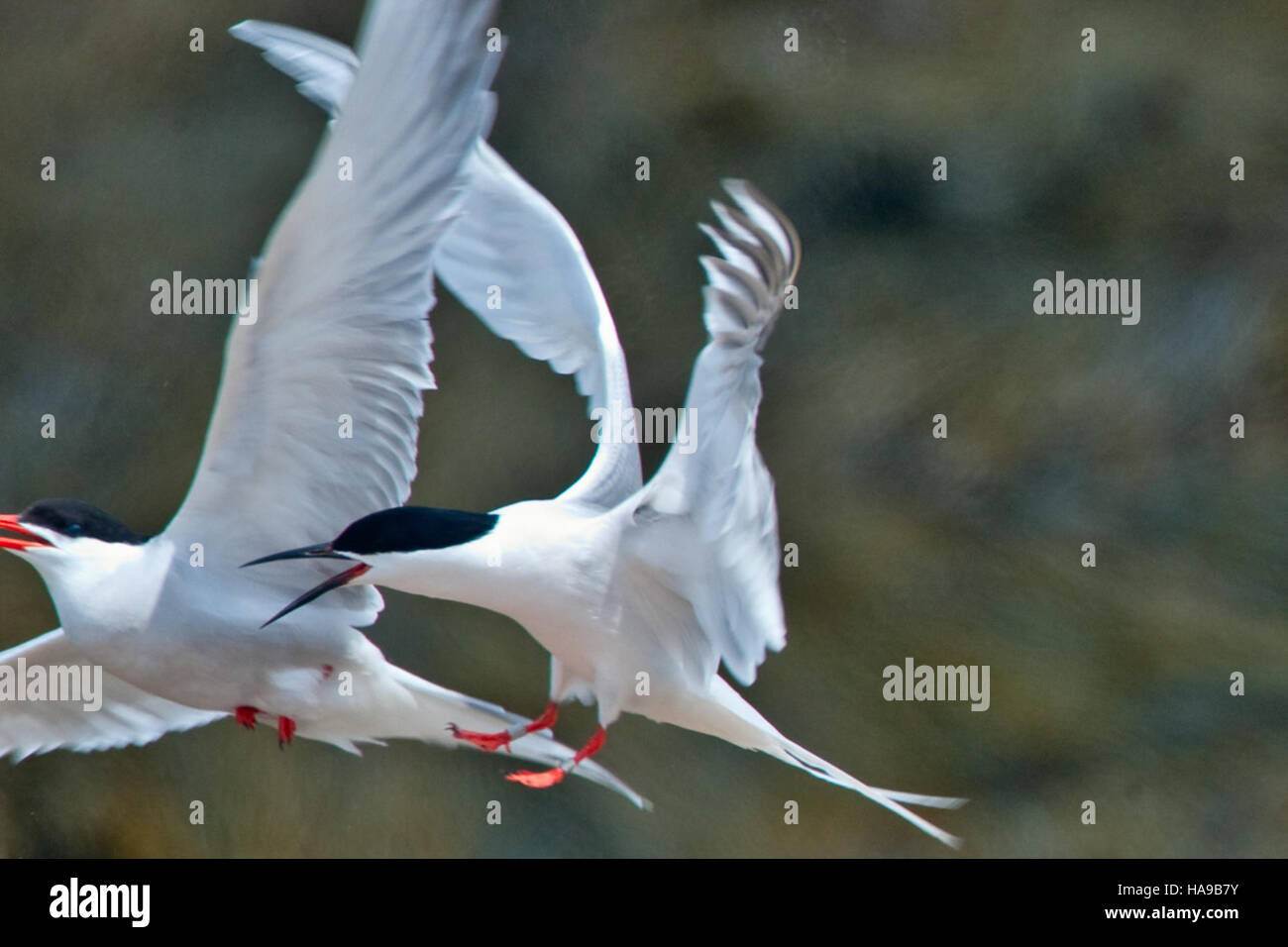 The Roseate Tern, a threatened seabird, is pictured chasing a Common ...