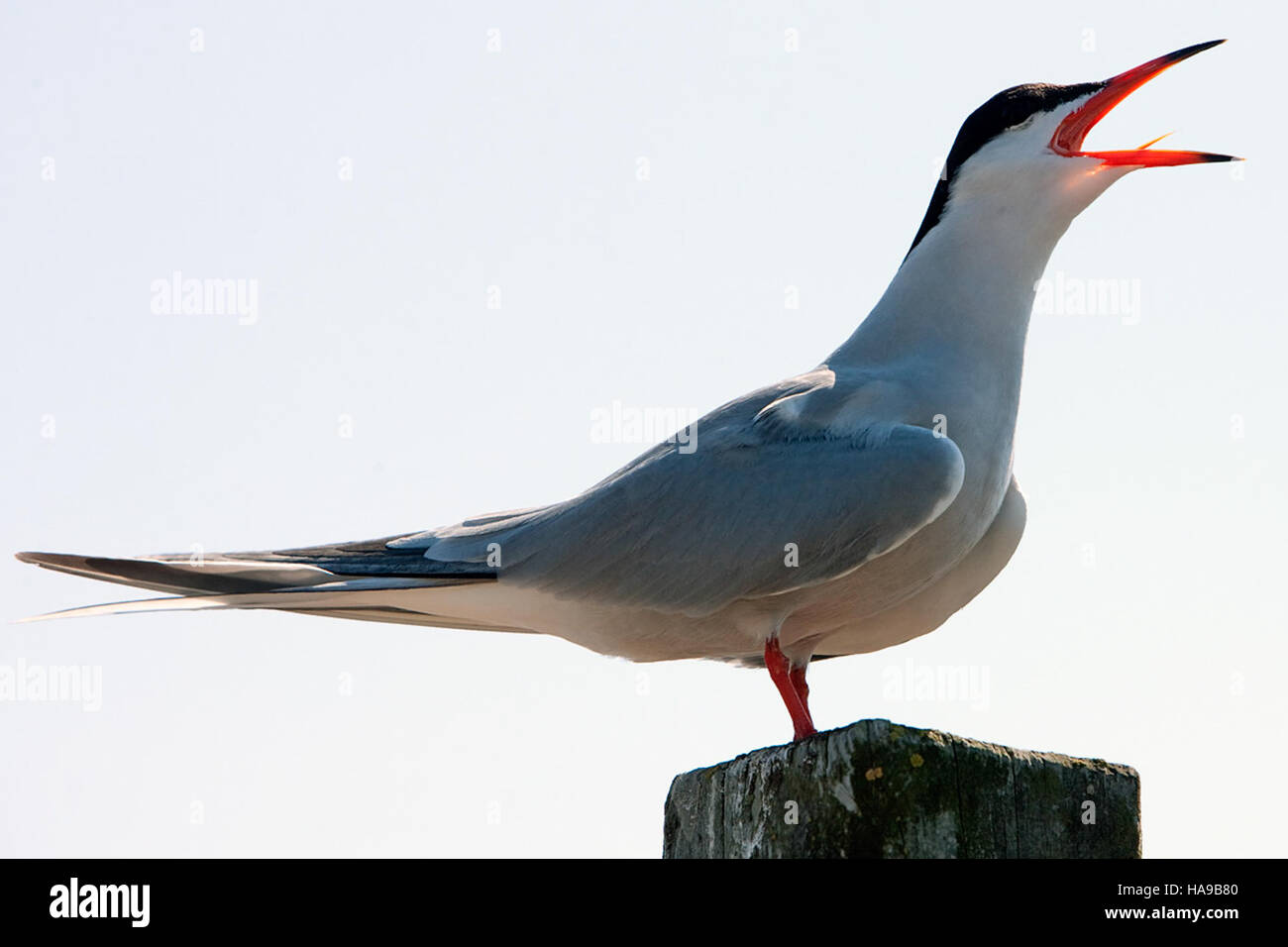 The Common Tern, seen here at a national wildlife refuge, is a ...