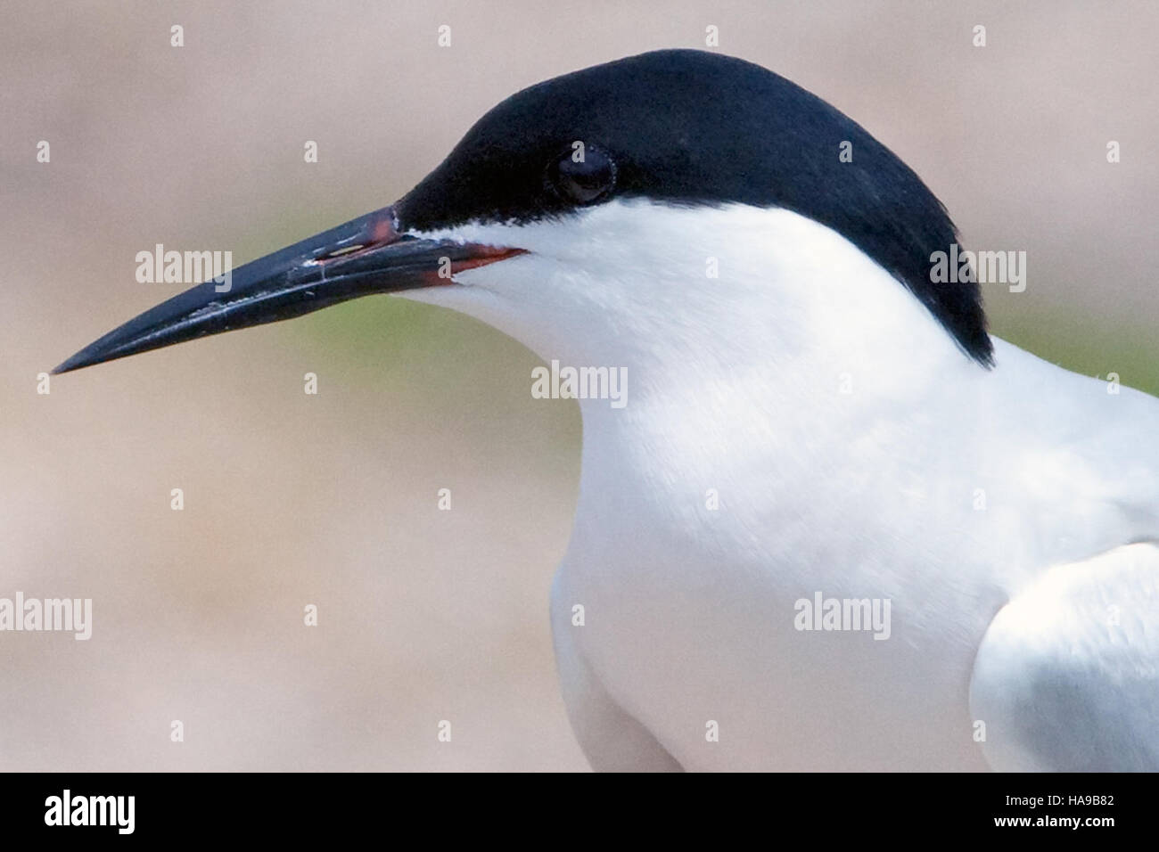 The Roseate Tern, an endangered seabird, is protected under ...