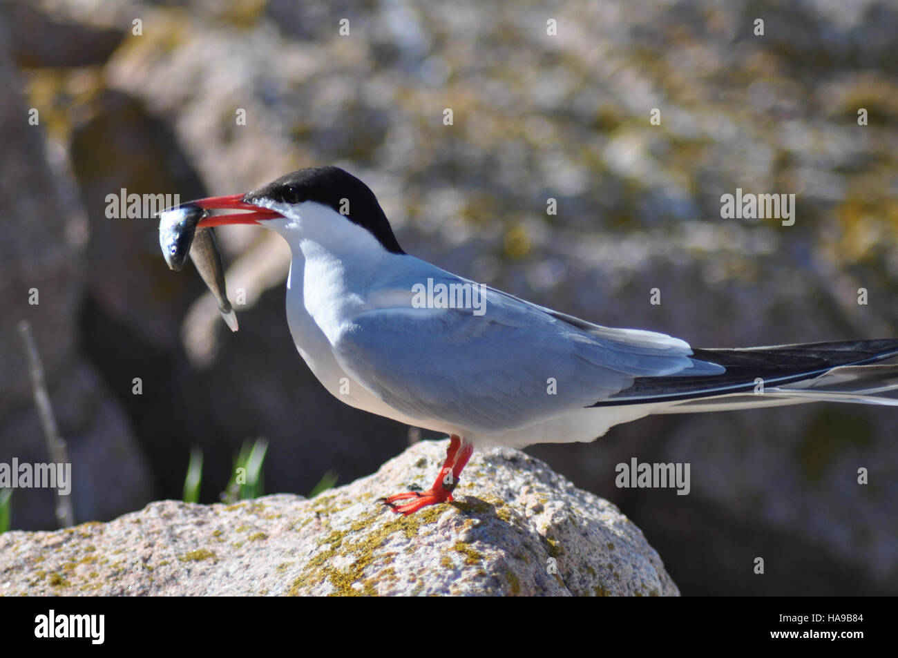 A Common Tern captures a fish, showcasing the bird's hunting behavior ...
