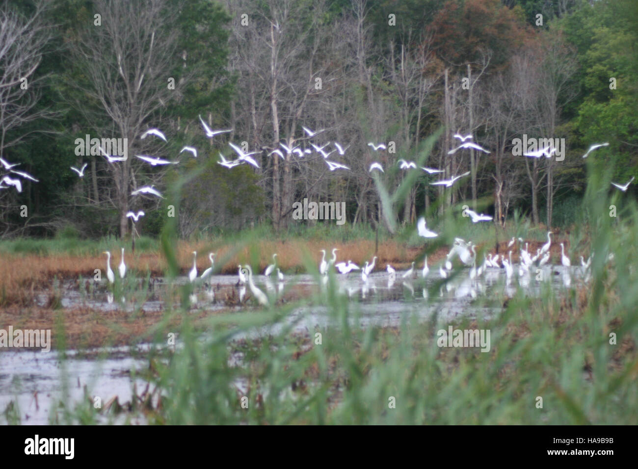 Egrets are migratory birds often found in wetlands, including national ...