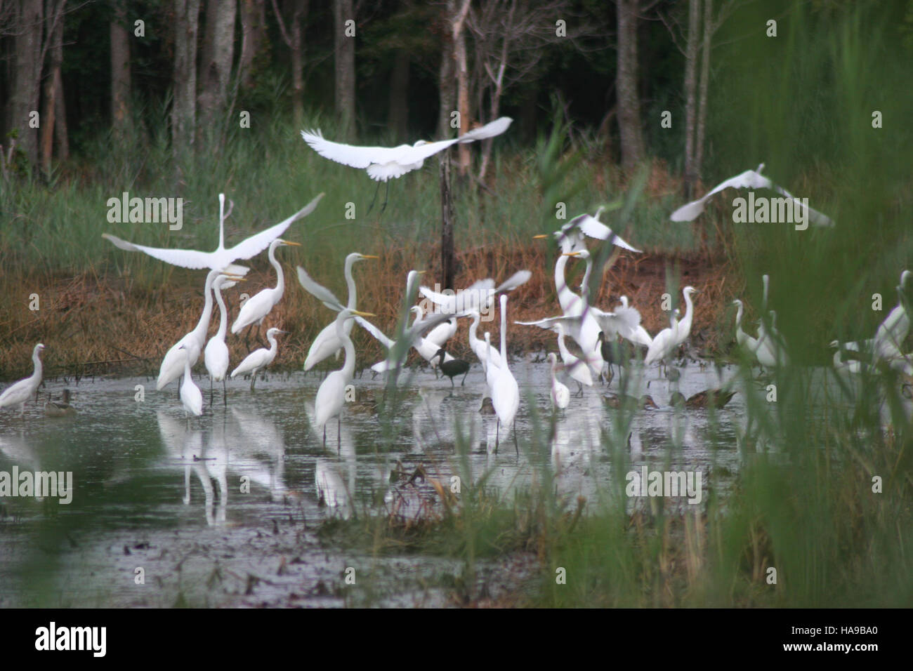 usfwsnortheast 4886296128 Flock of Egrets Stock Photo - Alamy