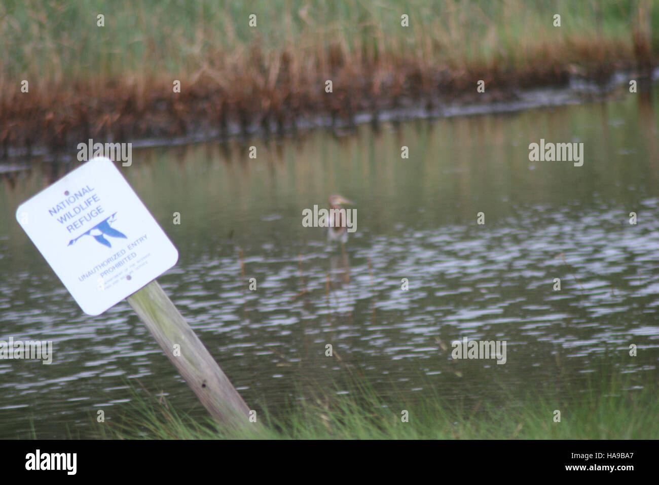 Prime hook nwr hi-res stock photography and images - Alamy
