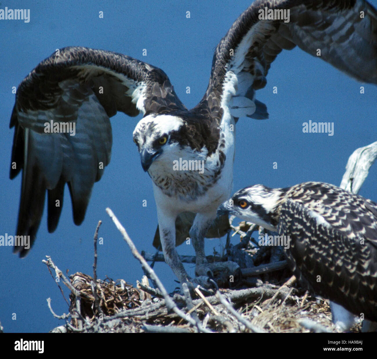 Ospreys are a common sight at National Parks across the United States ...