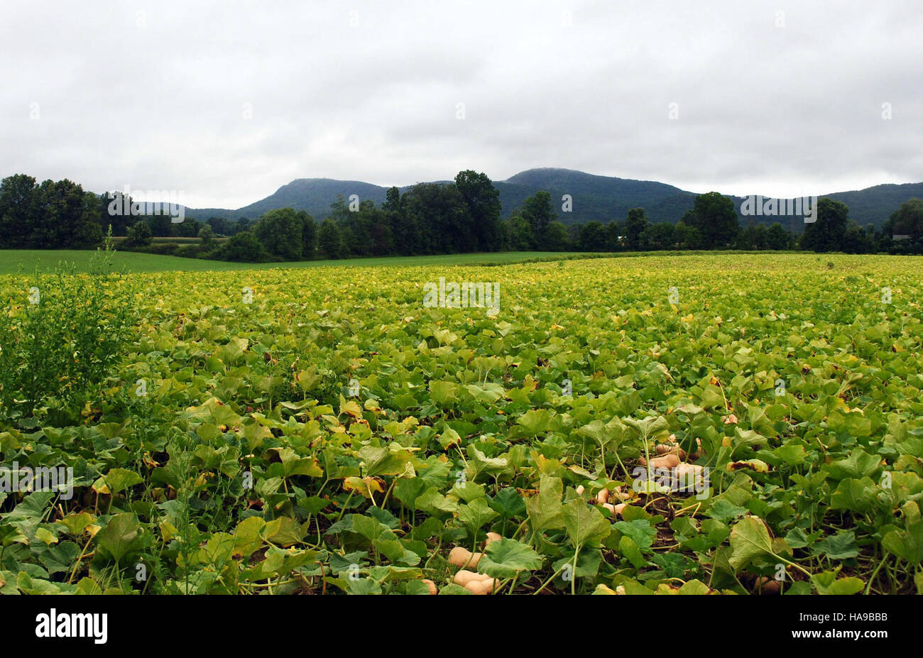 A squash field located within a national park provides an example of ...