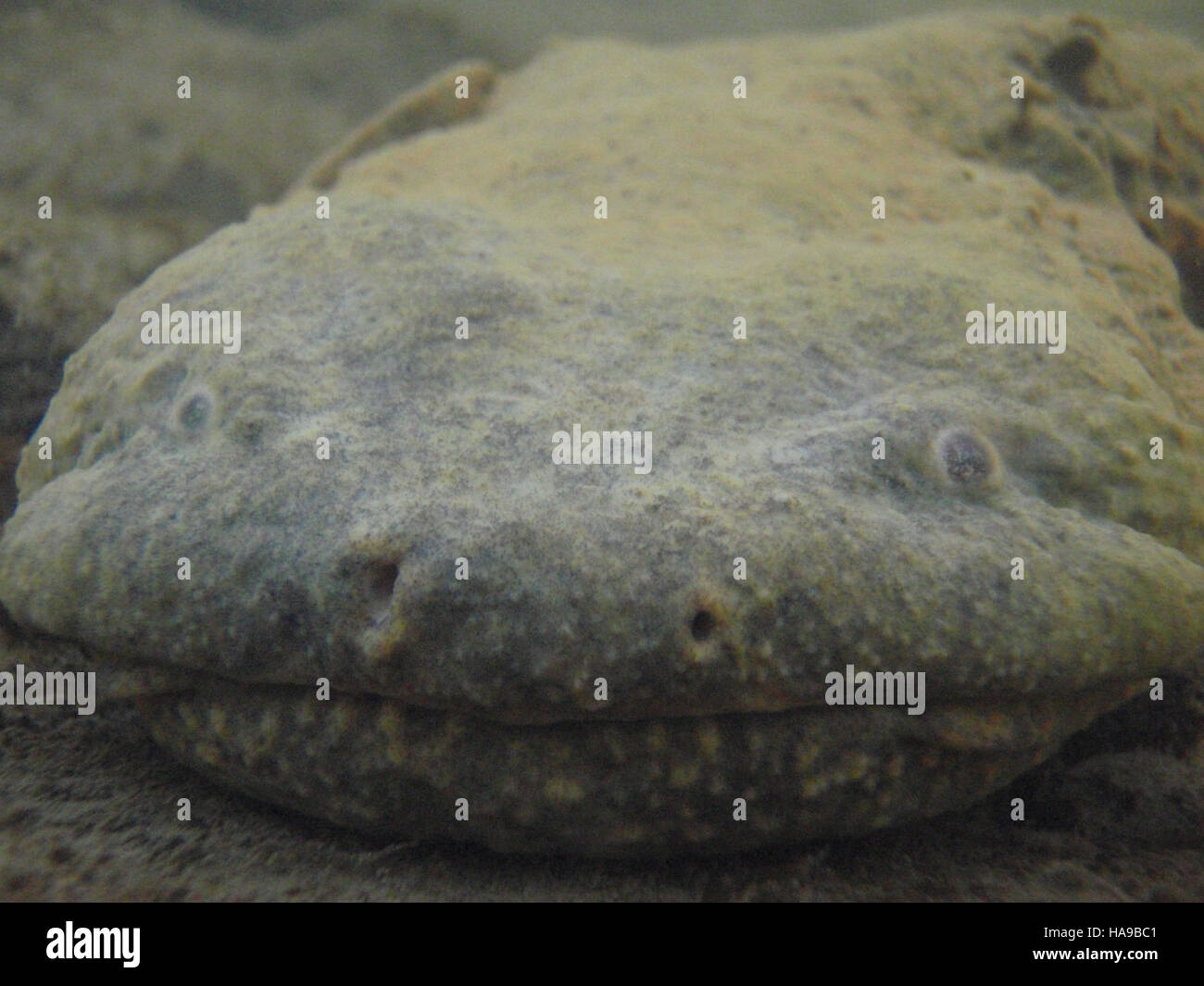 Hellbender hi-res stock photography and images - Alamy