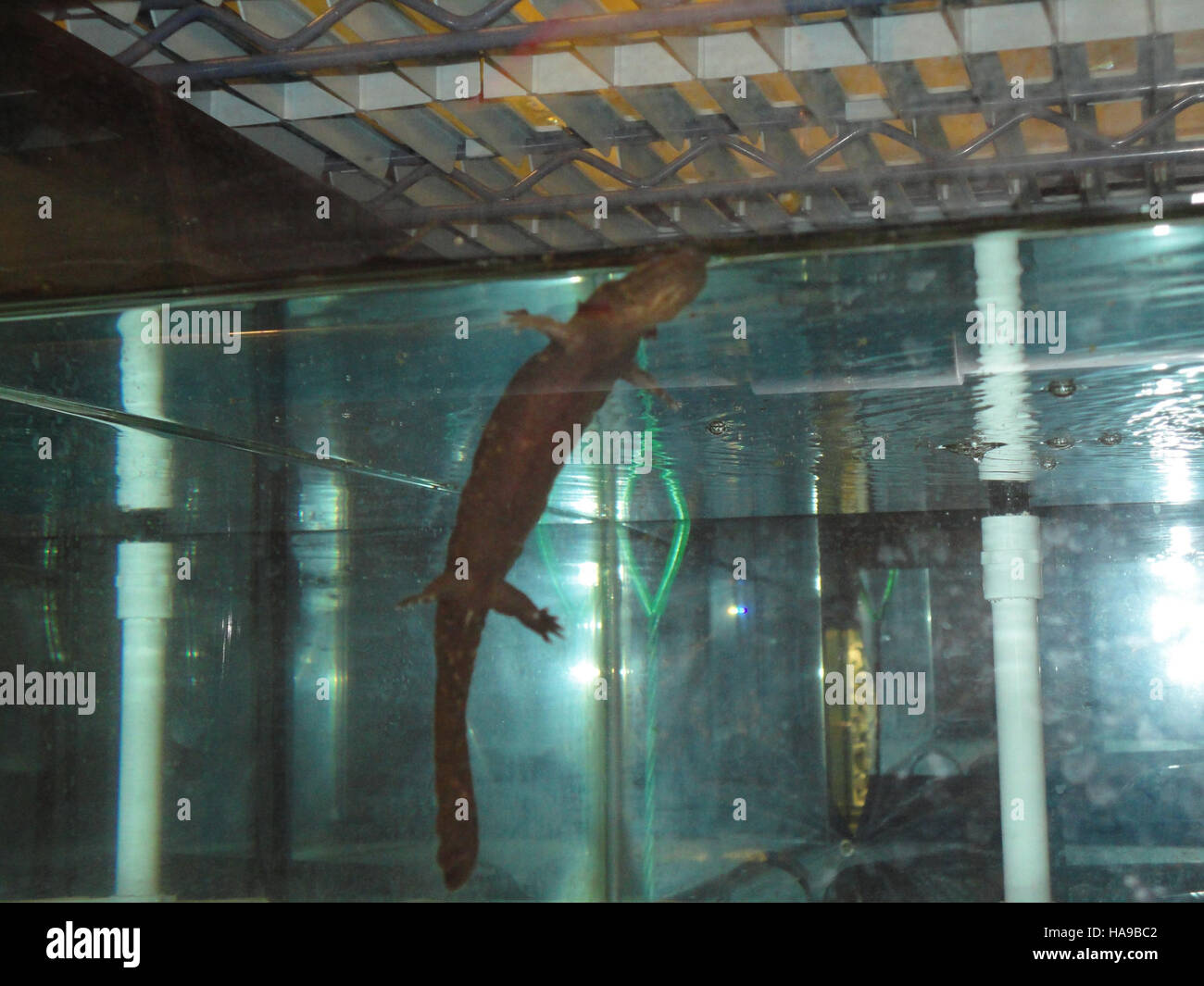 The Hellbender, a large aquatic salamander, is featured at the Buffalo ...