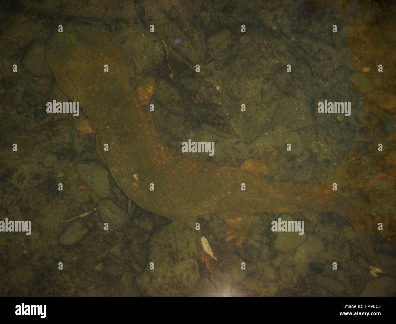 Hellbender hi-res stock photography and images - Alamy