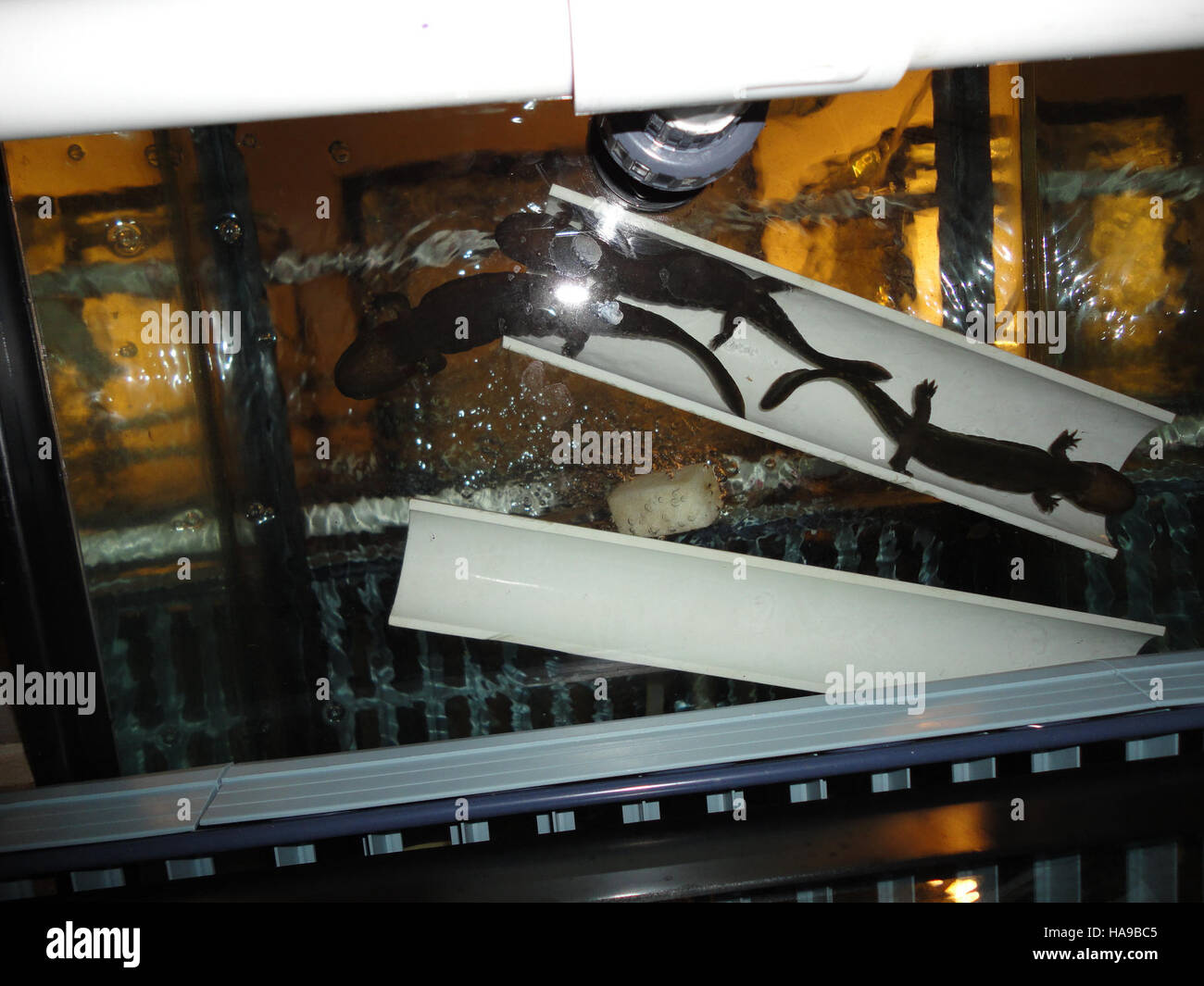 This image features a Hellbender salamander at the Buffalo Zoo, a ...