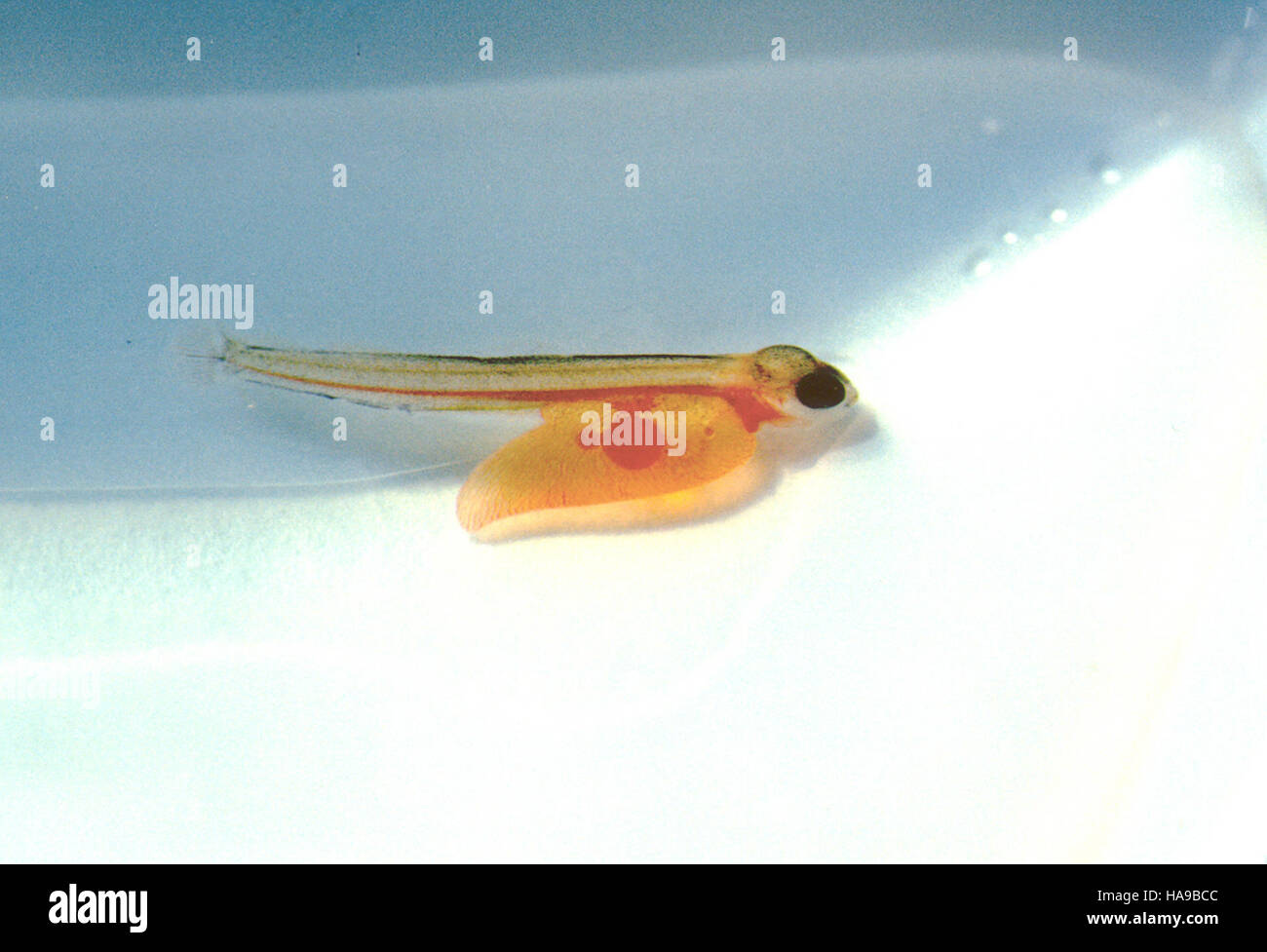 The Atlantic Salmon Sac Fry, featured as the Photo of the Week ...