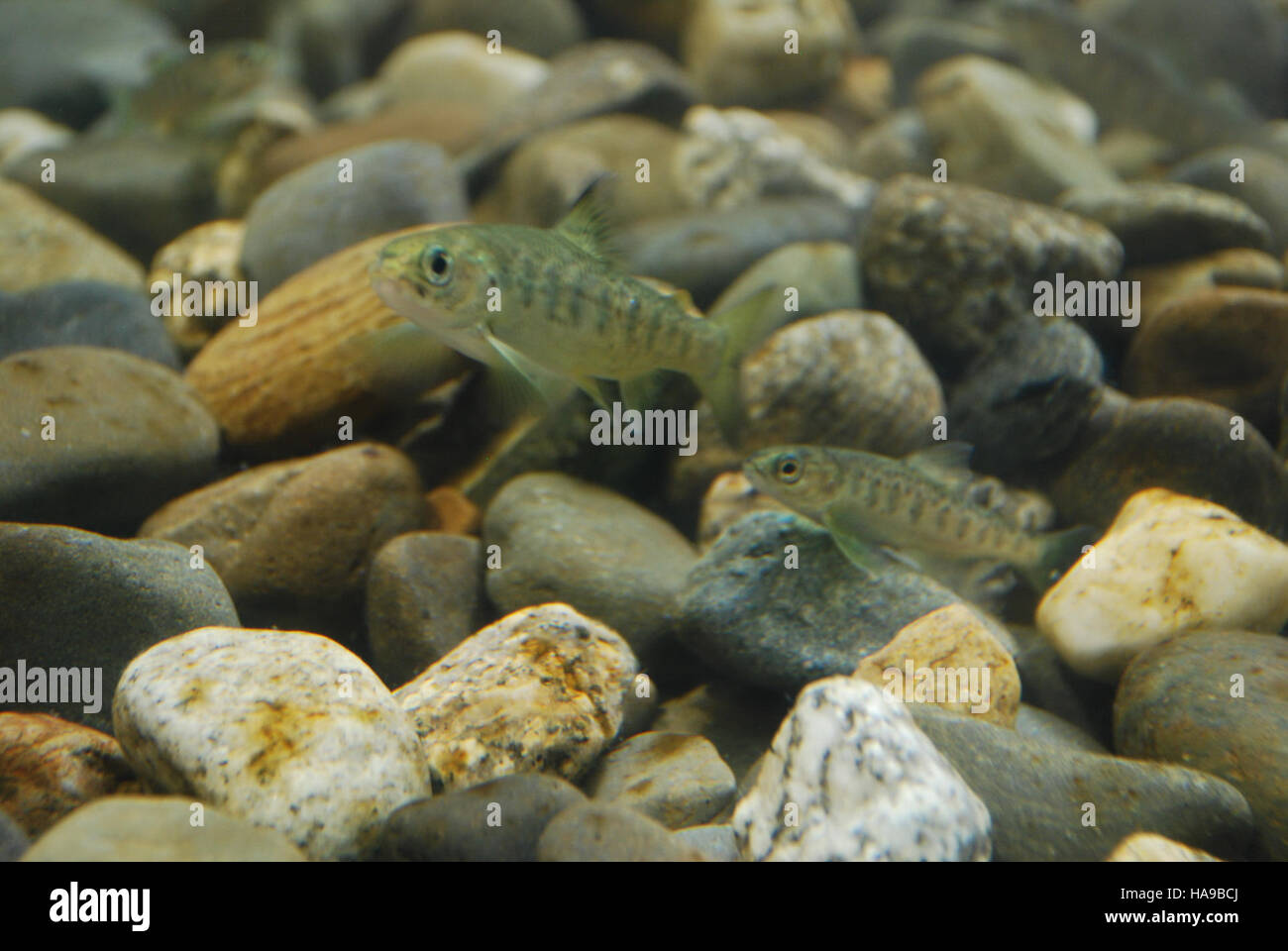 Atlantic salmon parr hi-res stock photography and images - Alamy