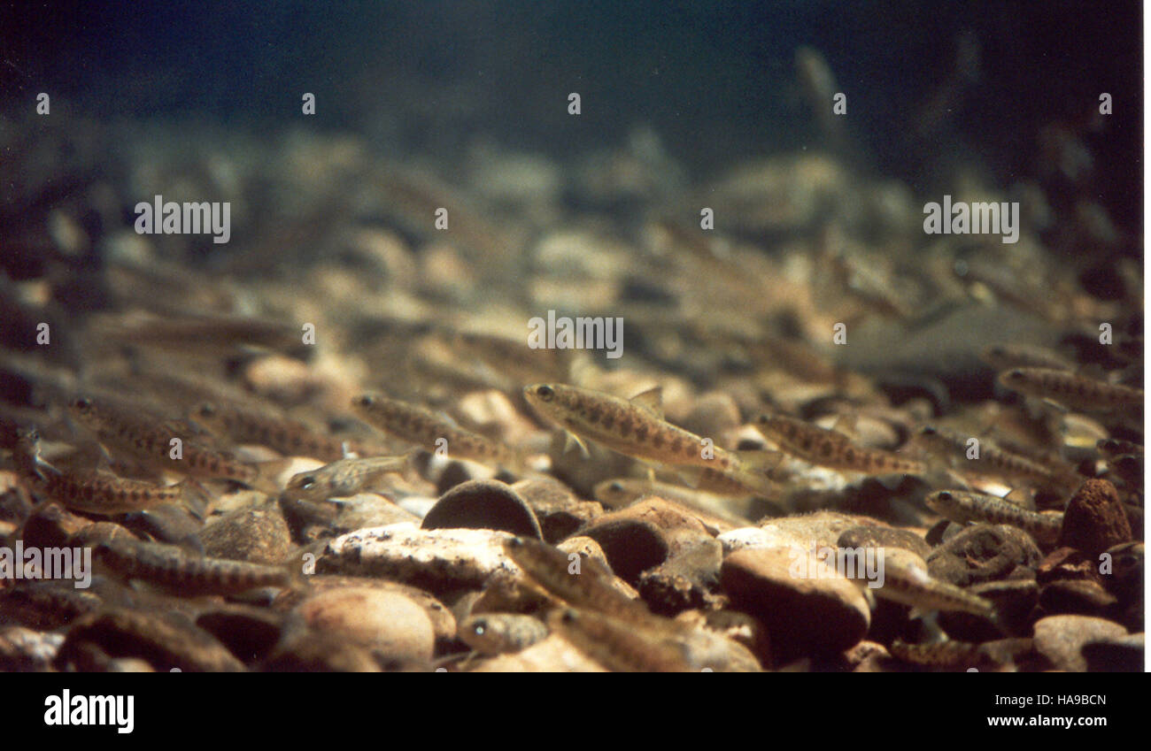 Salmon Parr High Resolution Stock Photography and Images - Alamy