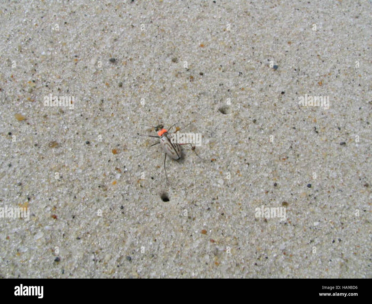 The Northeastern Beach Tiger Beetle, a rare species, is protected in ...