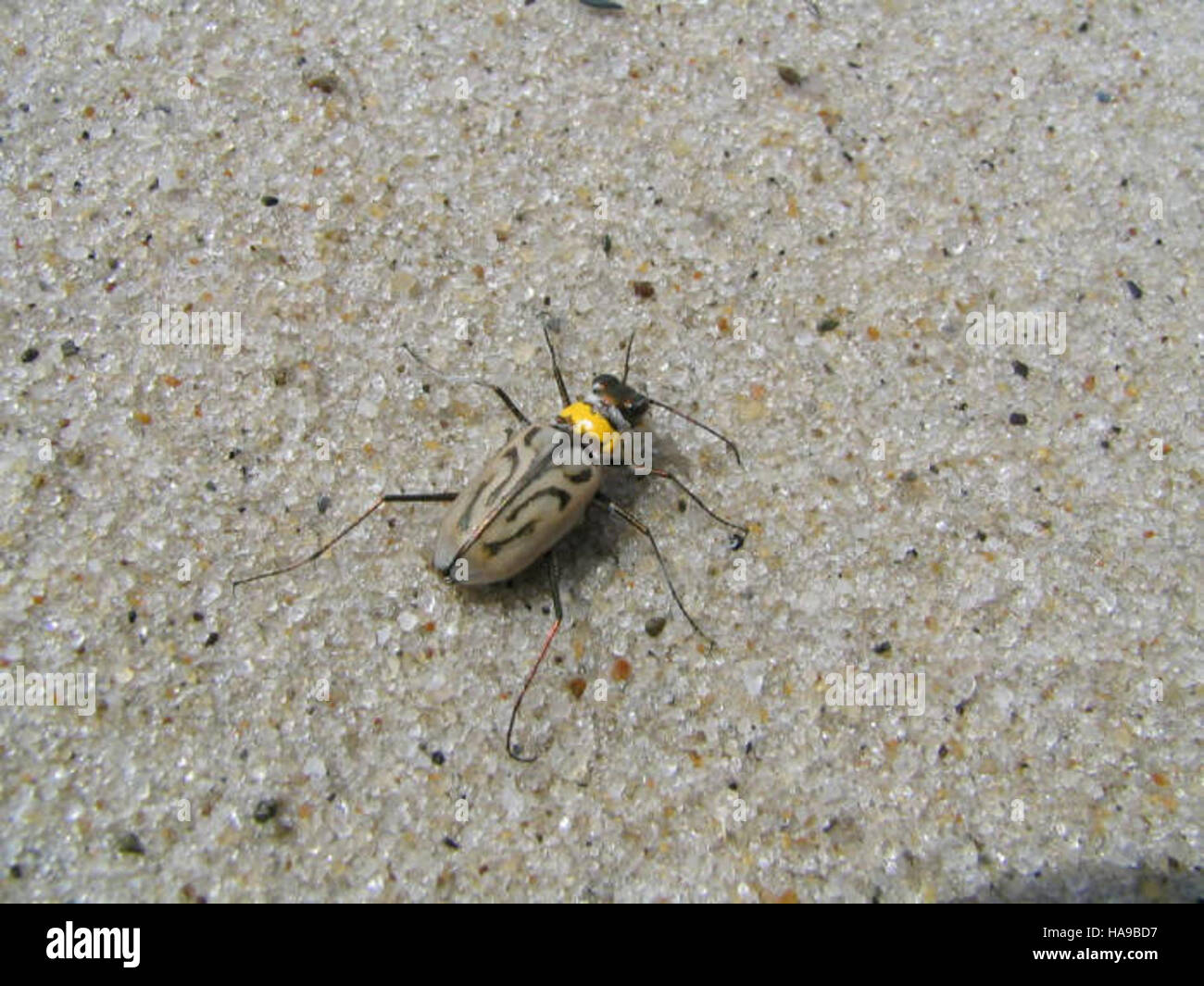 The Northeastern Beach Tiger Beetle, found in specific areas of the U.S ...