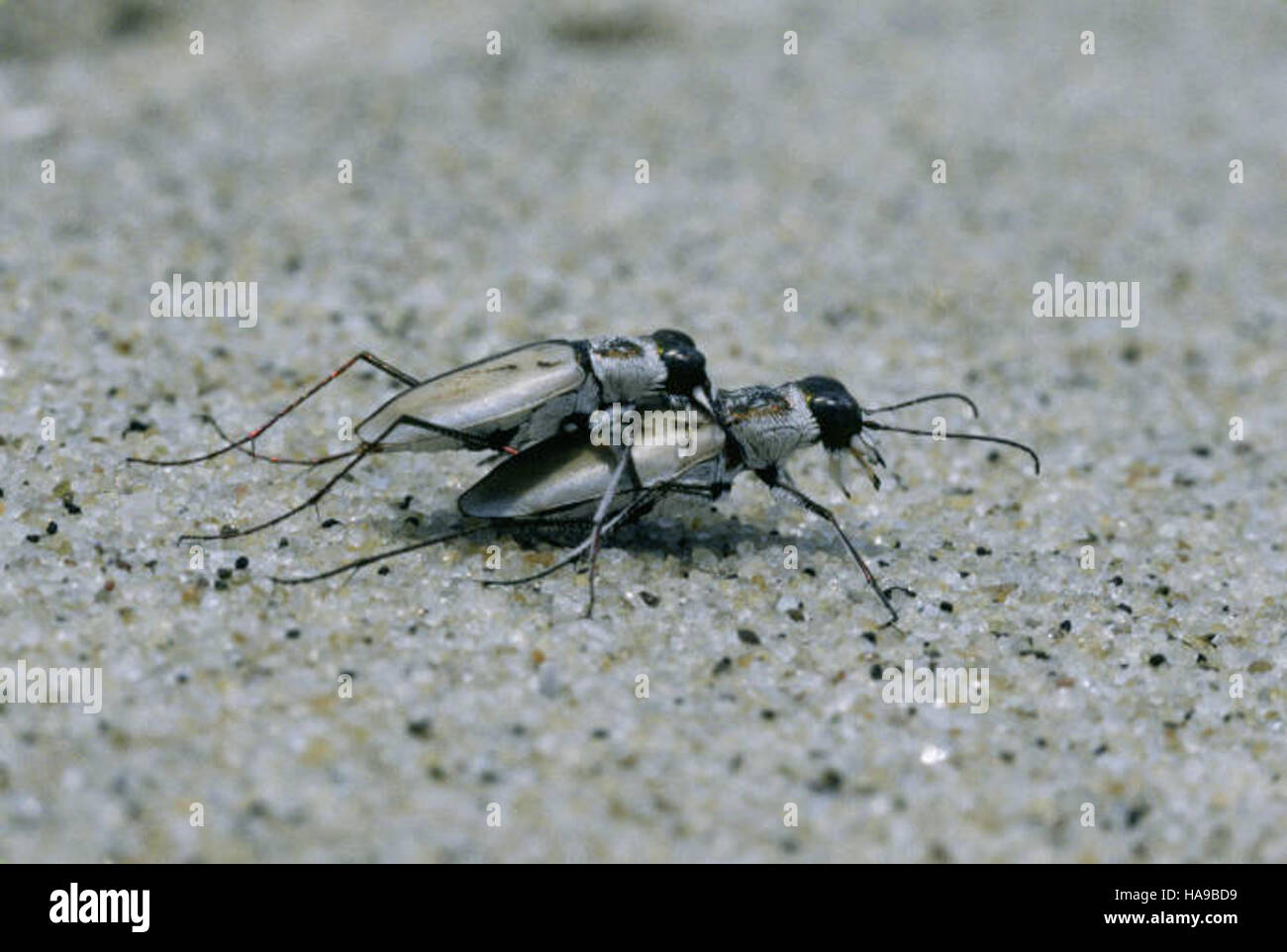 The Northeastern Beach Tiger Beetle is an endangered species found ...