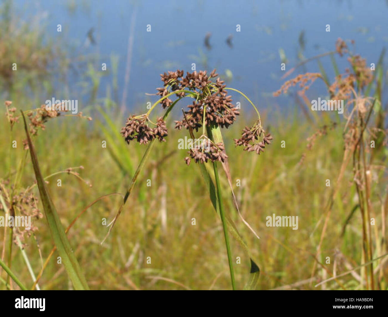 Scirpus, a genus of aquatic plants, thrives in national park ecosystems ...