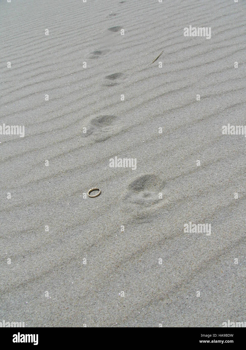 Feral cat tracks discovered in a national park highlight the invasive ...