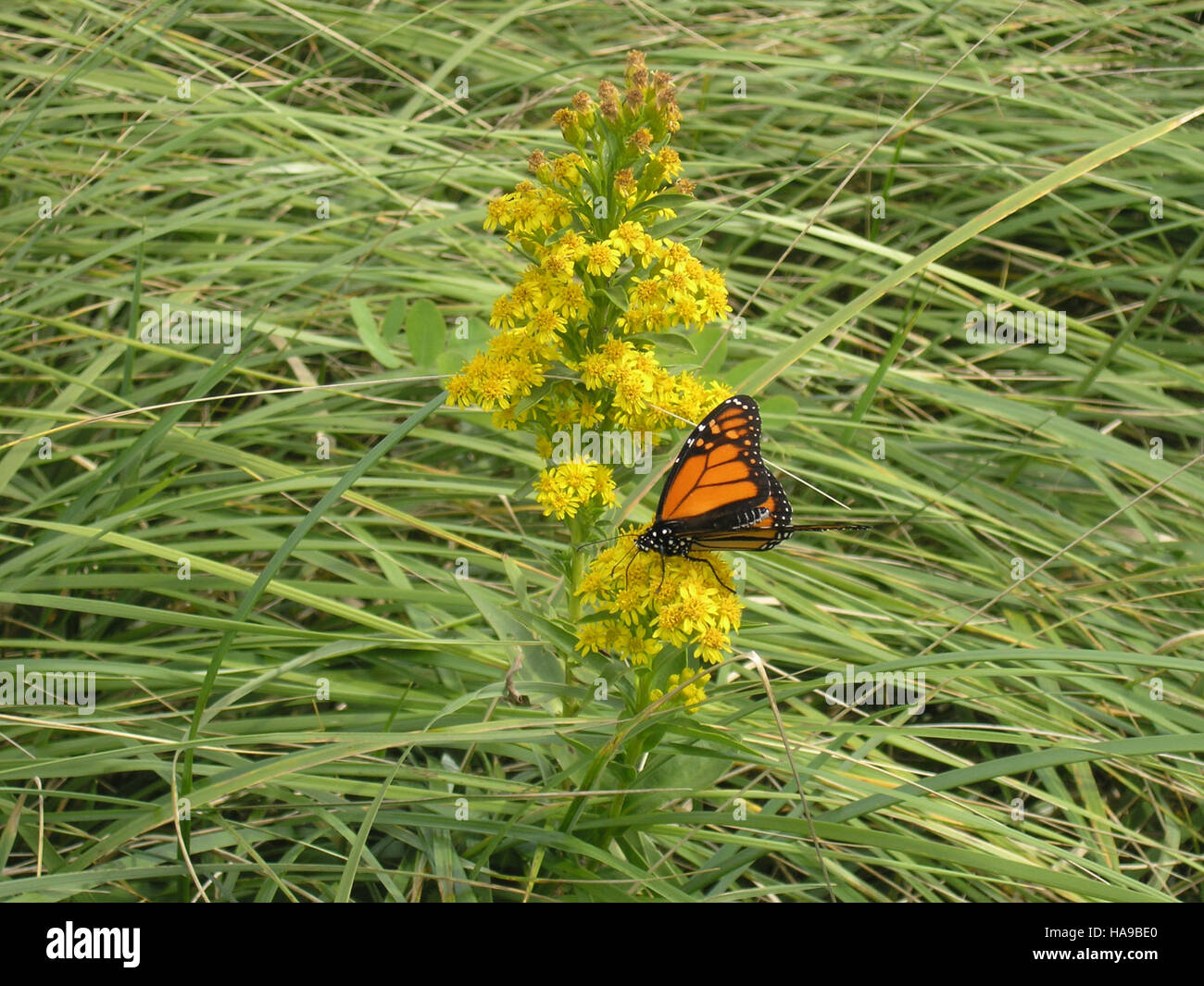 A monarch butterfly rests on goldenrod in a national park, illustrating ...