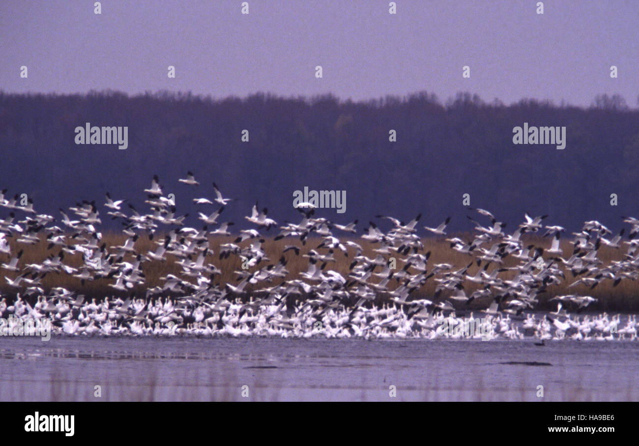 Snow Geese are a key species in national parks, particularly in wetland ...