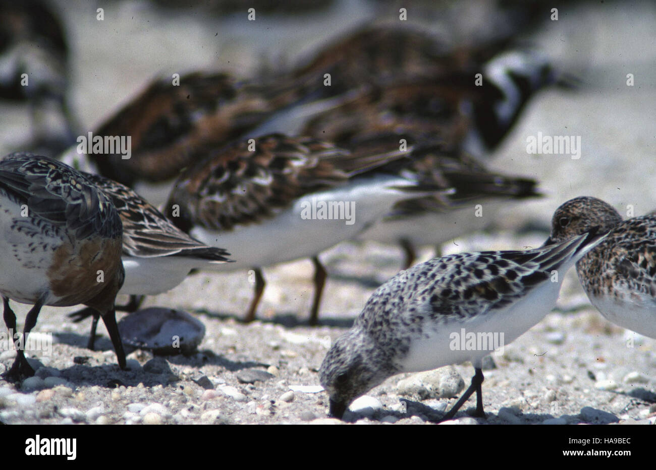 usfwsnortheast 5269144649 Shorebirds Stock Photo - Alamy