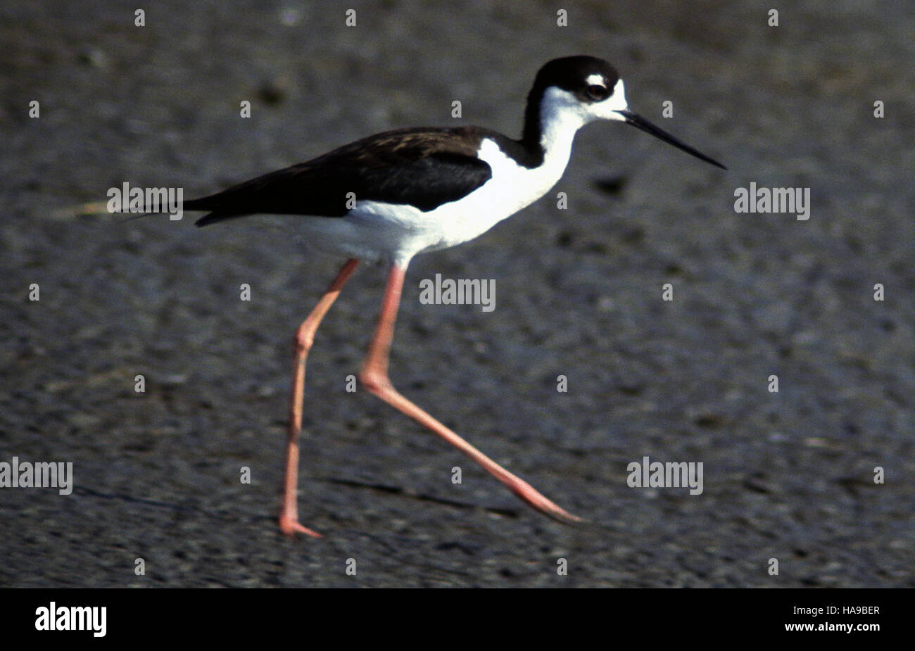 The Black-Necked Stilt is a shorebird found in wetland habitats ...