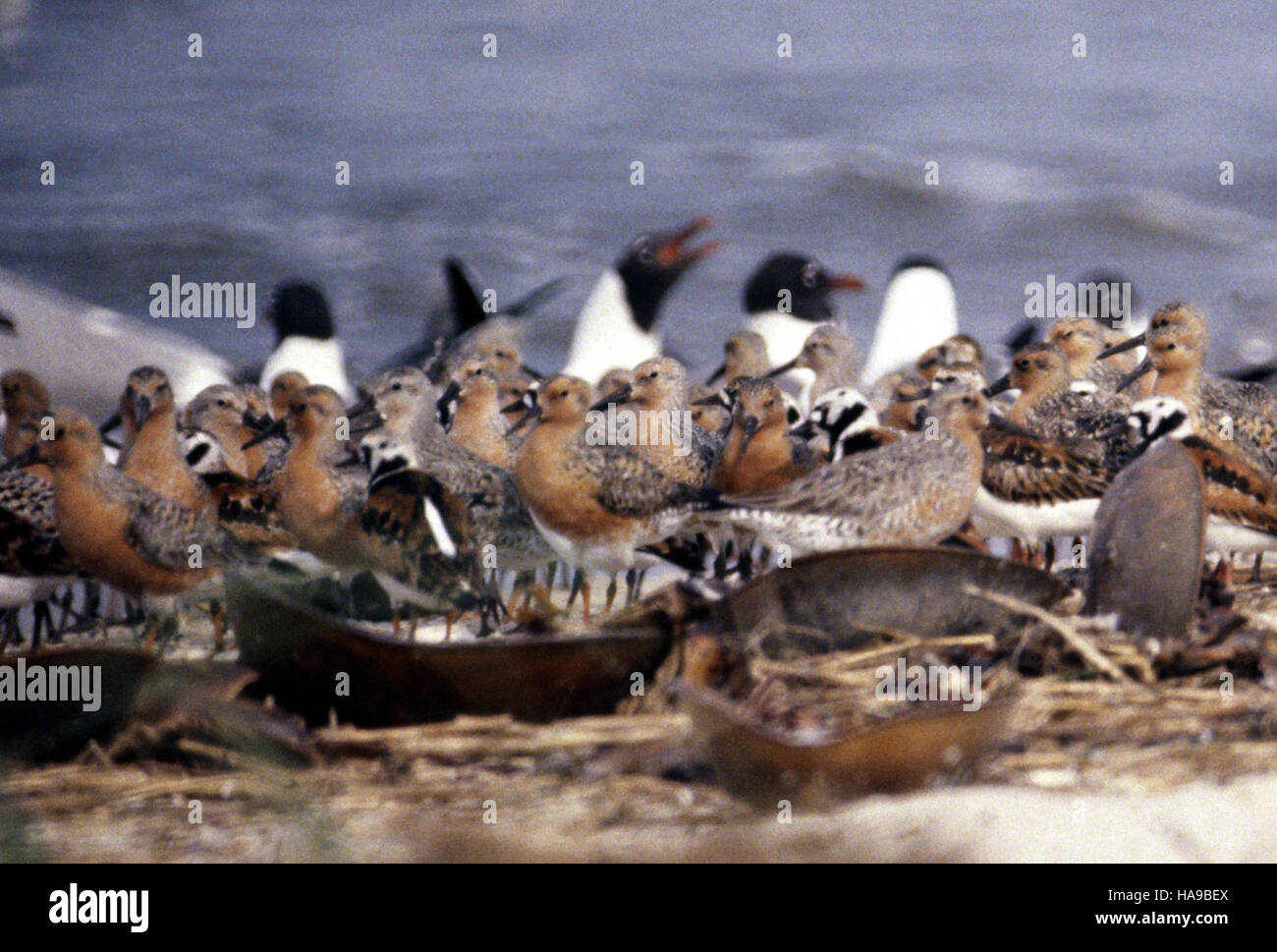 This image showcases several bird species, including gulls, red knots ...