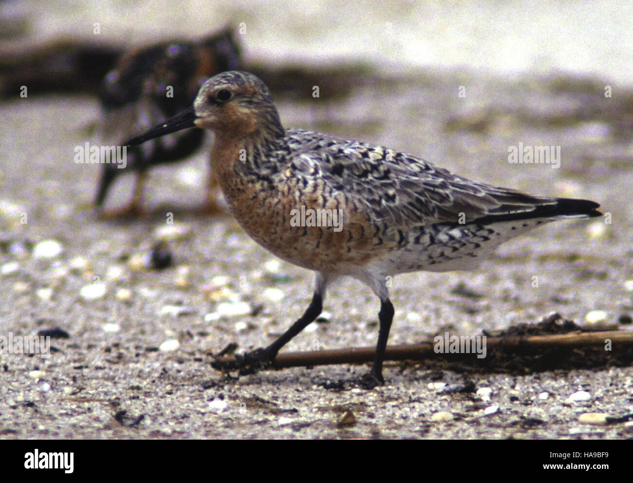 The Red Knot National Park, located in the northeastern United States ...