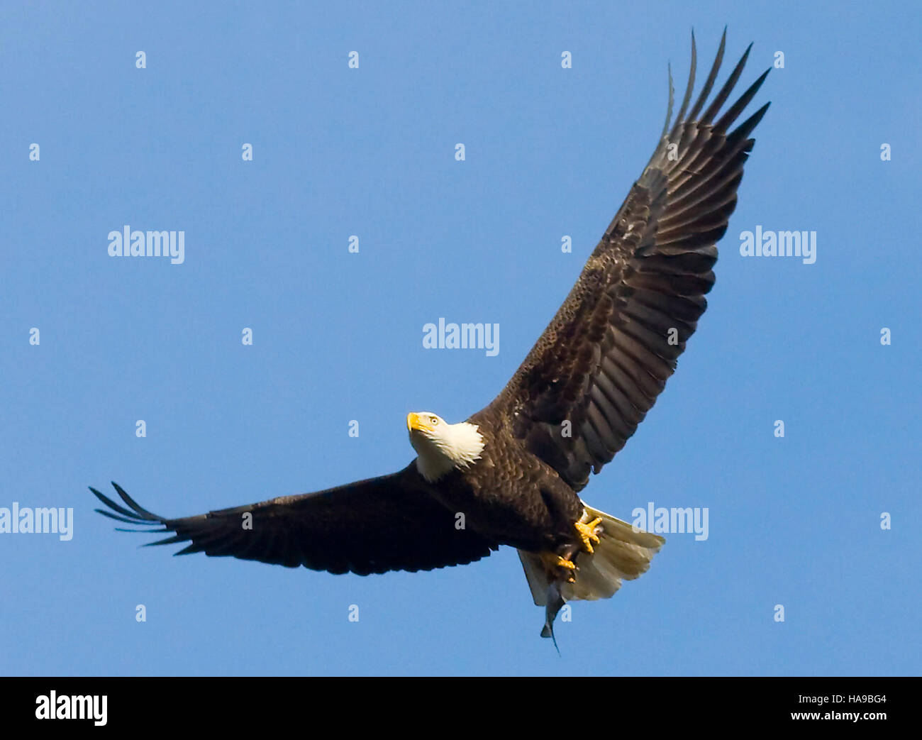 A Bald Eagle catches a fish in a National Park, illustrating the bird's ...