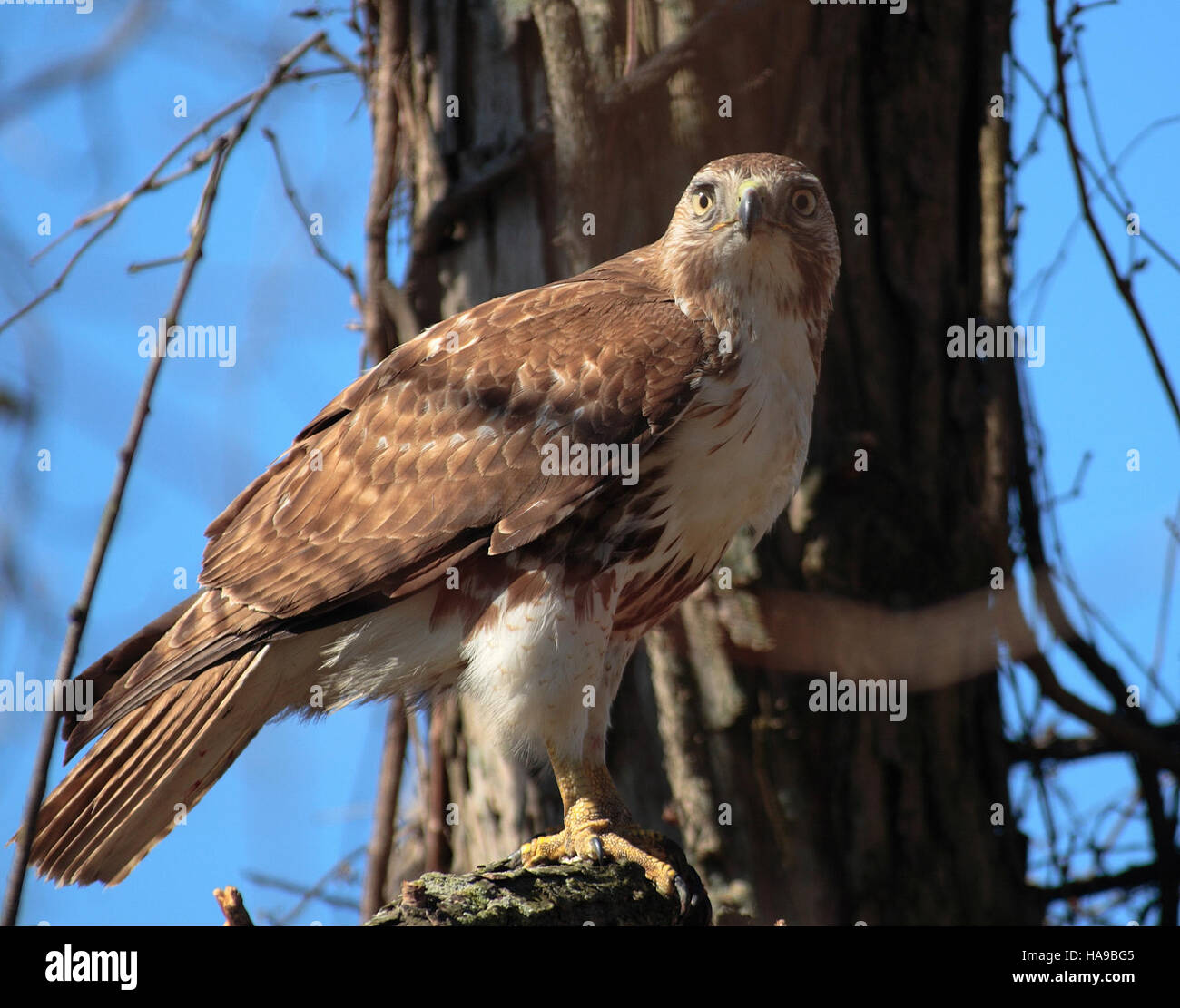 A red-tailed hawk, captured in its natural habitat within a U.S ...