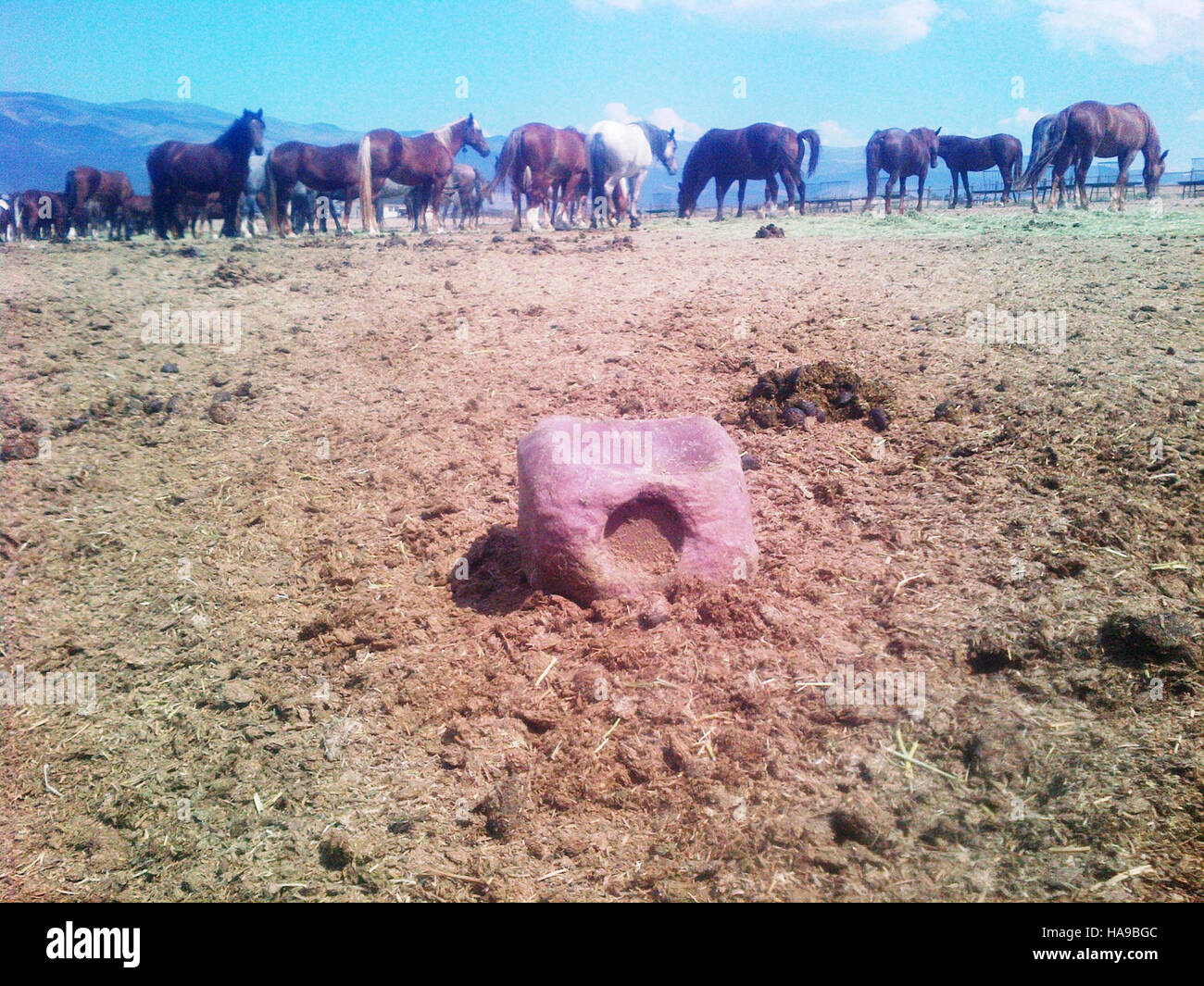 This image shows a salt block at PVC National Park, highlighting its ...