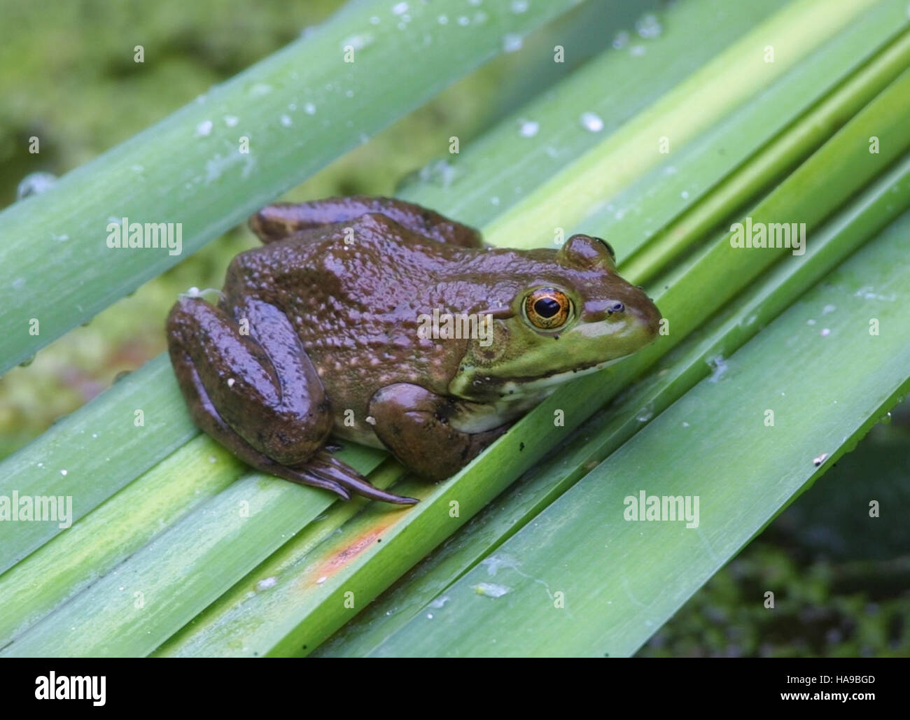 A Bullfrog seen in a national park, emphasizing the species' habitat ...