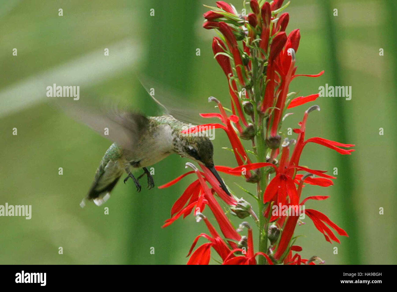 A Ruby-throated Hummingbird is captured feeding on Cardinal Flowers in ...
