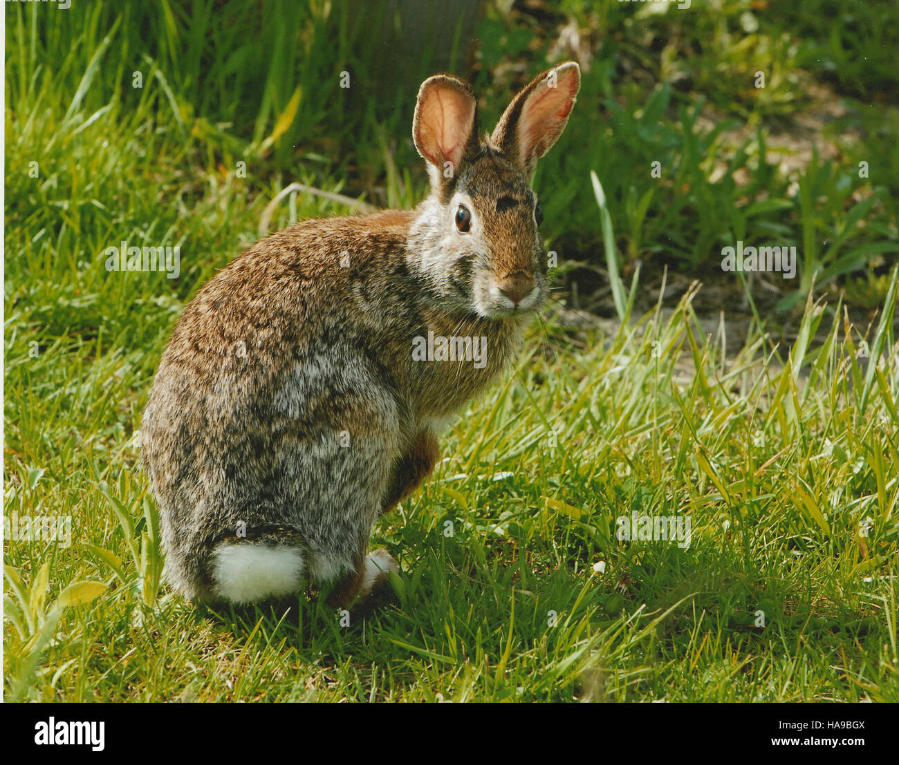 The eastern cottontail is a common species in the Northeast, found in ...
