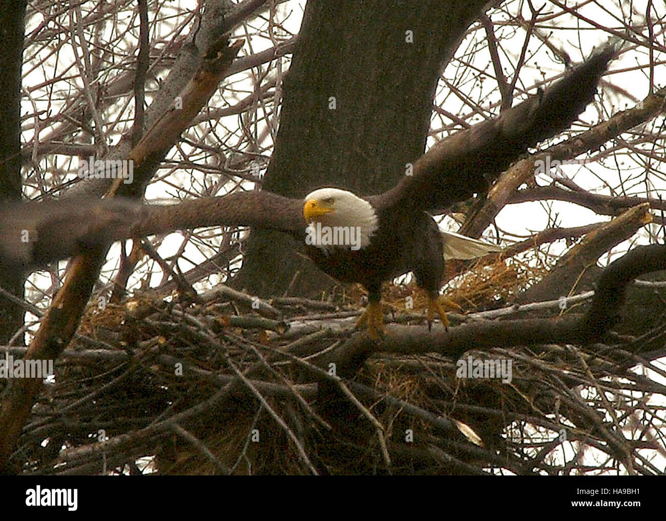 A bald eagle takes off from its nest within a National Park. The sight ...