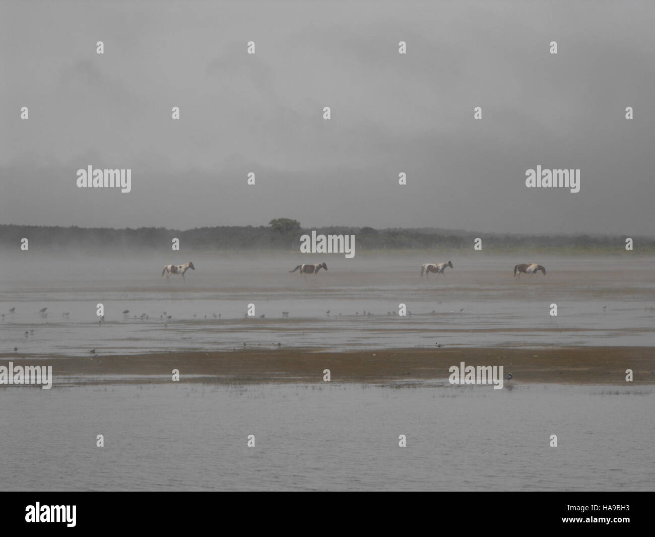 Ponies roam in the mist at a National Park in the northeastern United ...