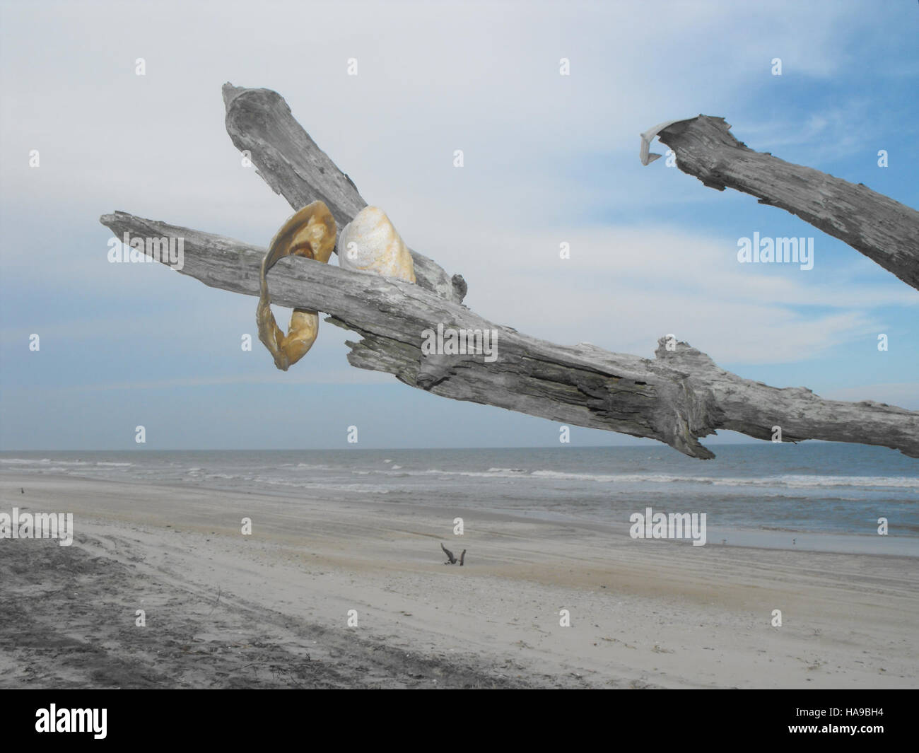 A Shell Tree located in a national park, showcasing an interesting ...