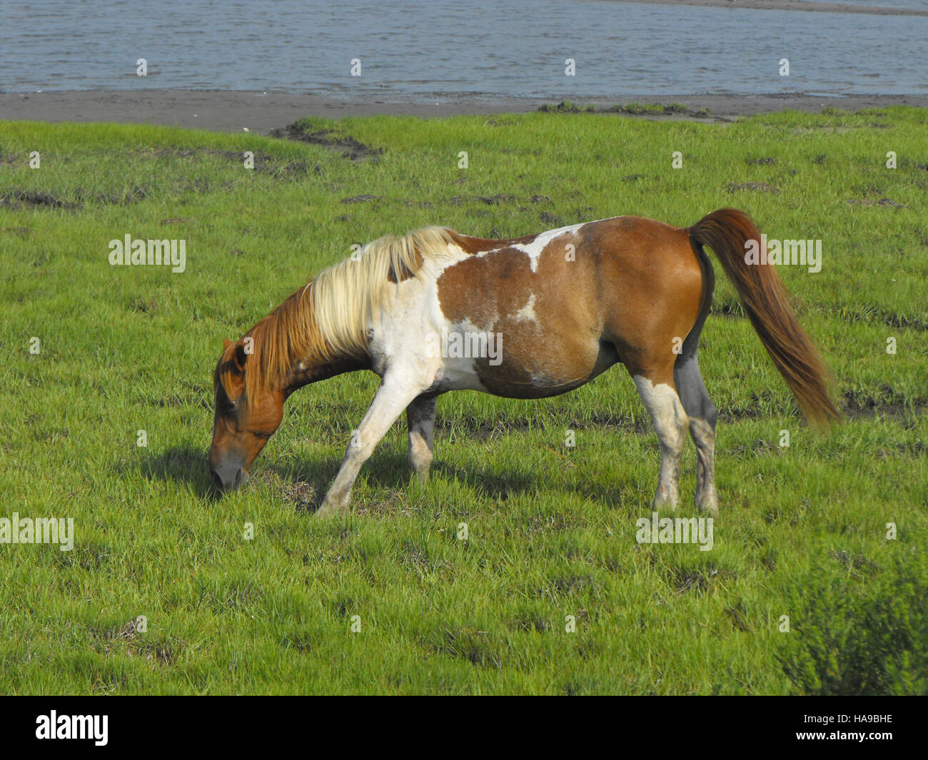 Chincoteague ponies, native to Chincoteague Island, are a symbol of ...