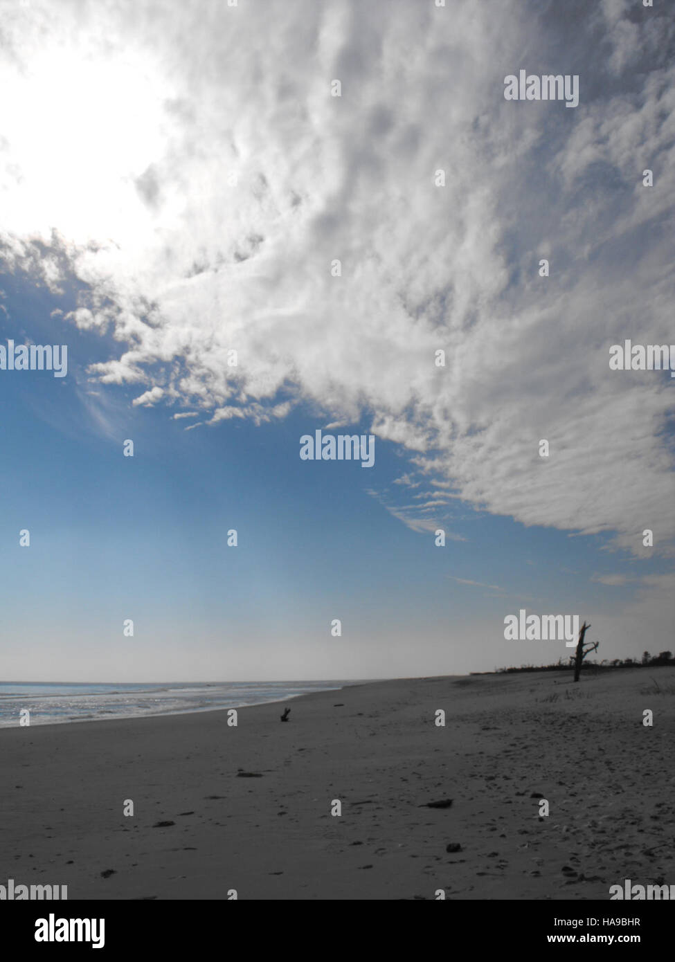 Wild Beach National Park is home to unique coastal ecosystems and ...