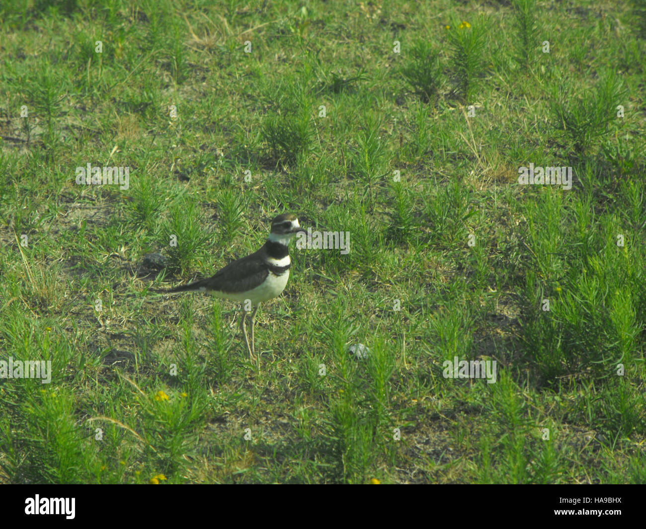 A Killdeer bird guards its nest in a National Park, showcasing its ...