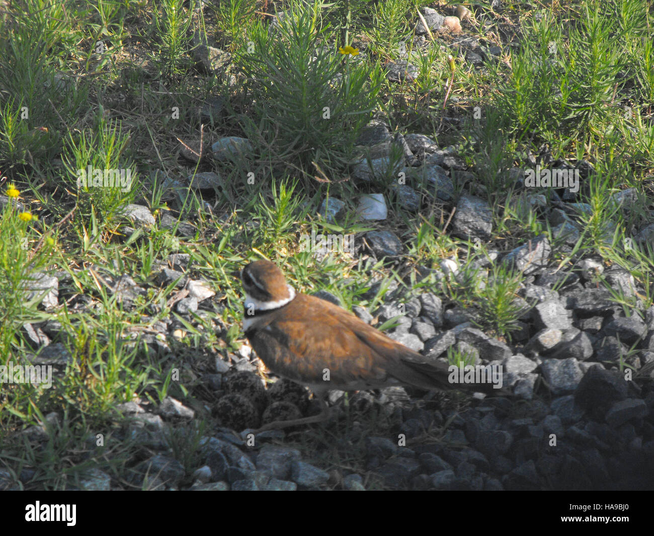 This image shows a killdeer bird guarding its nest in a national park ...