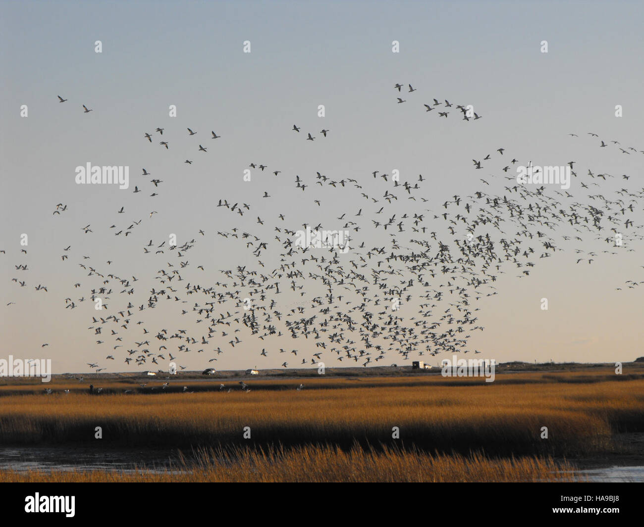 usfwsnortheast 5280464268 Snow geese take flight Stock Photo - Alamy